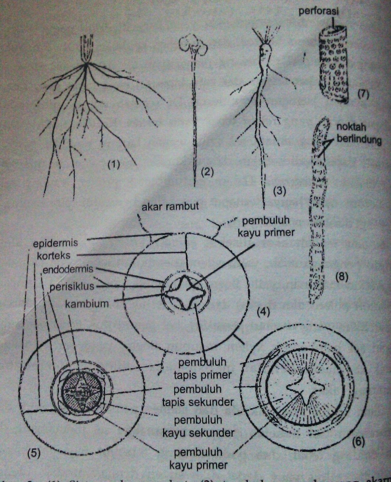 AKAR | Dunia Biologi